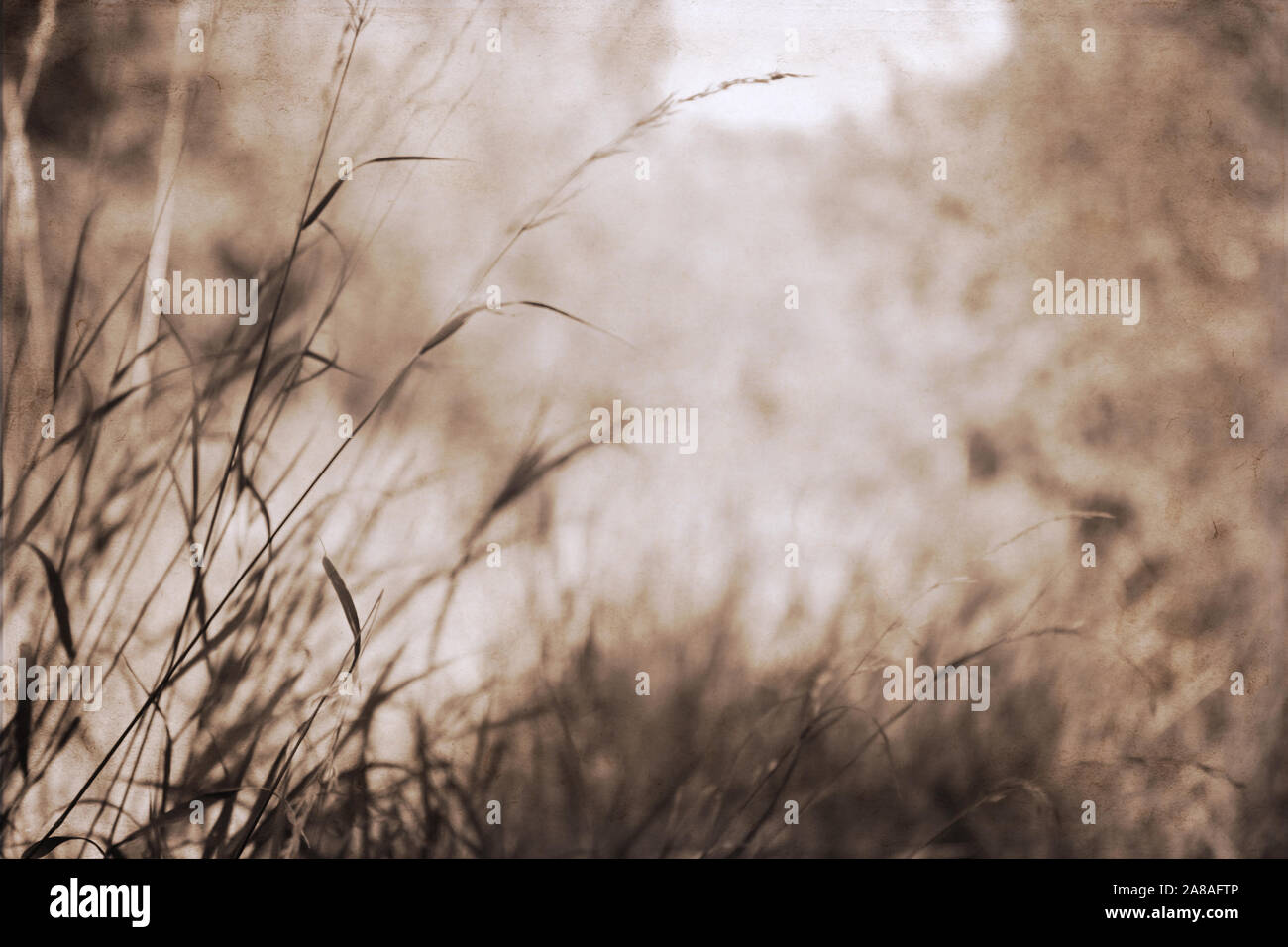 Artwork in retro style, nature background, autumn field/ monochrome ...