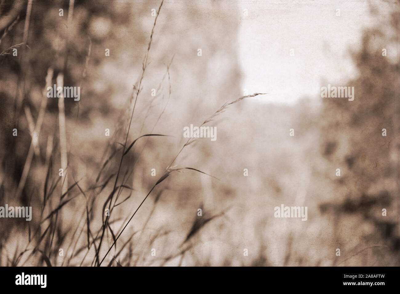 Retro style nature hi-res stock photography and images - Alamy