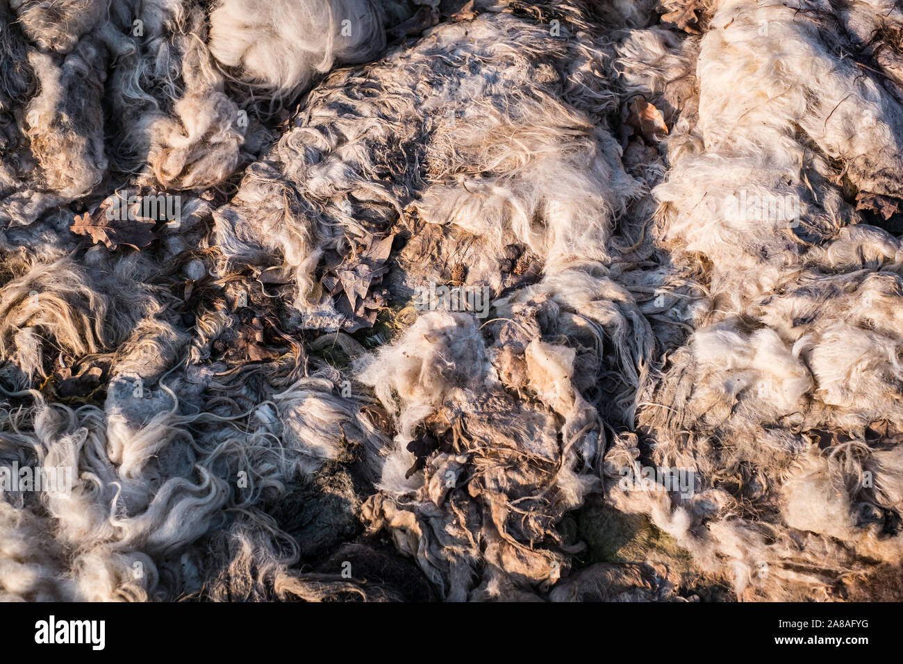 Cadaver body farm hi-res stock photography and images - Alamy