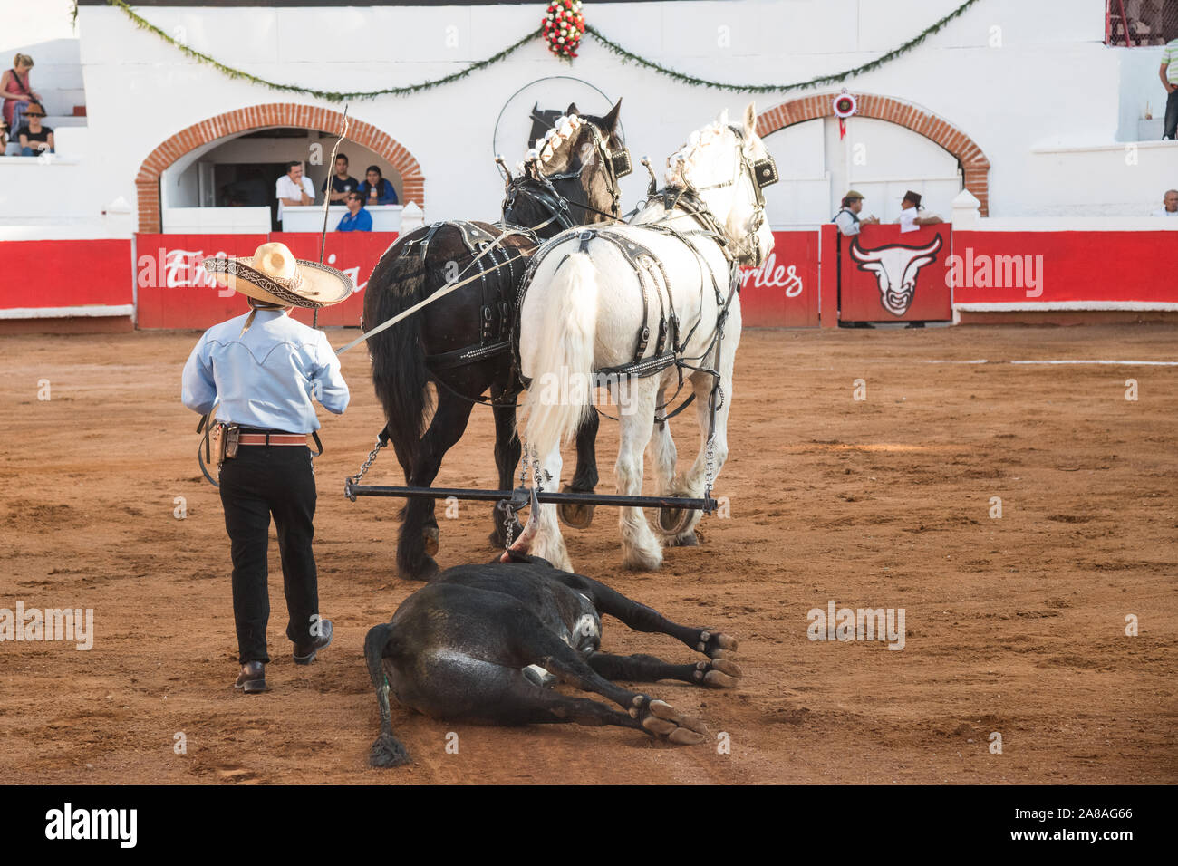 Dead bull hi-res stock photography and images - Alamy