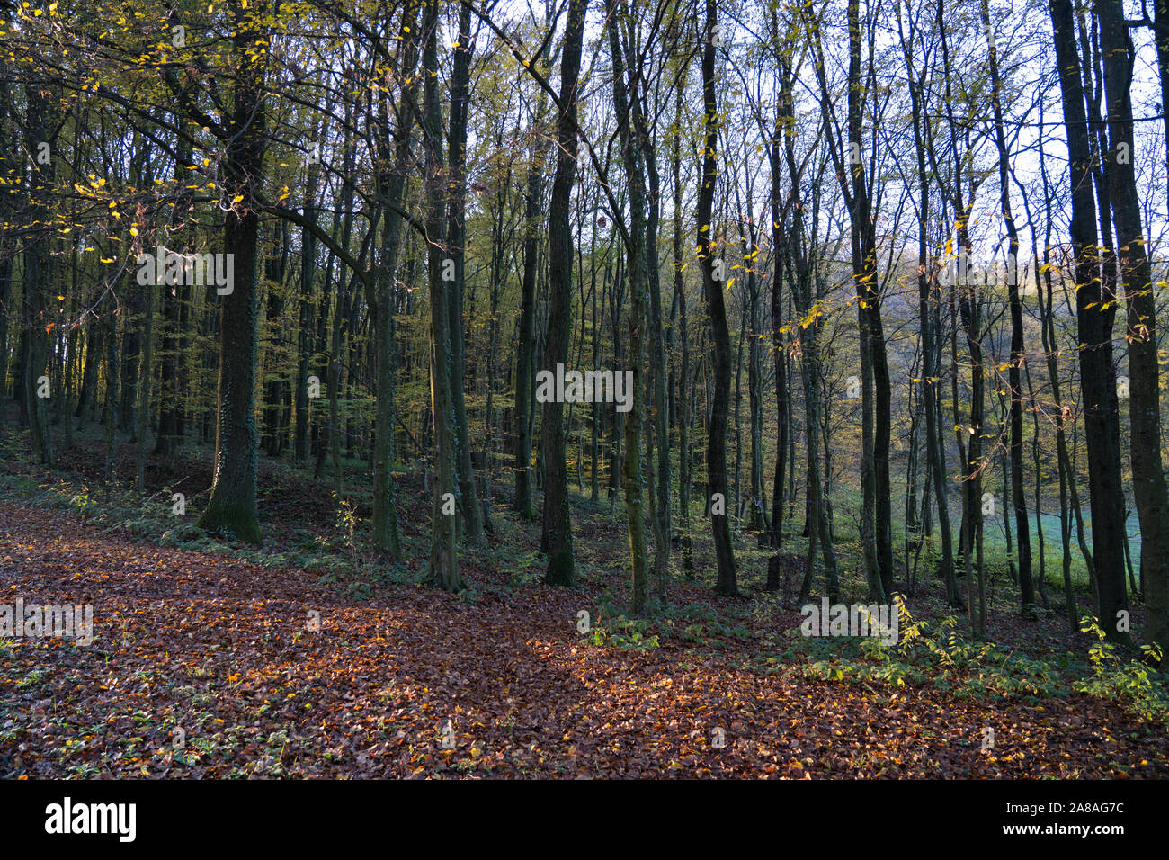 Autumn colors painted season hi-res stock photography and images - Alamy