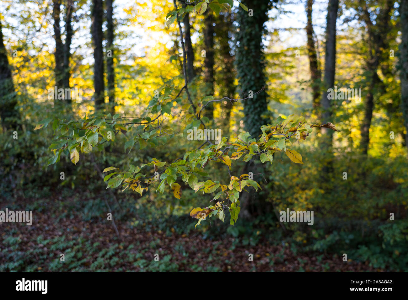 Leaves in the forrest hi-res stock photography and images - Alamy