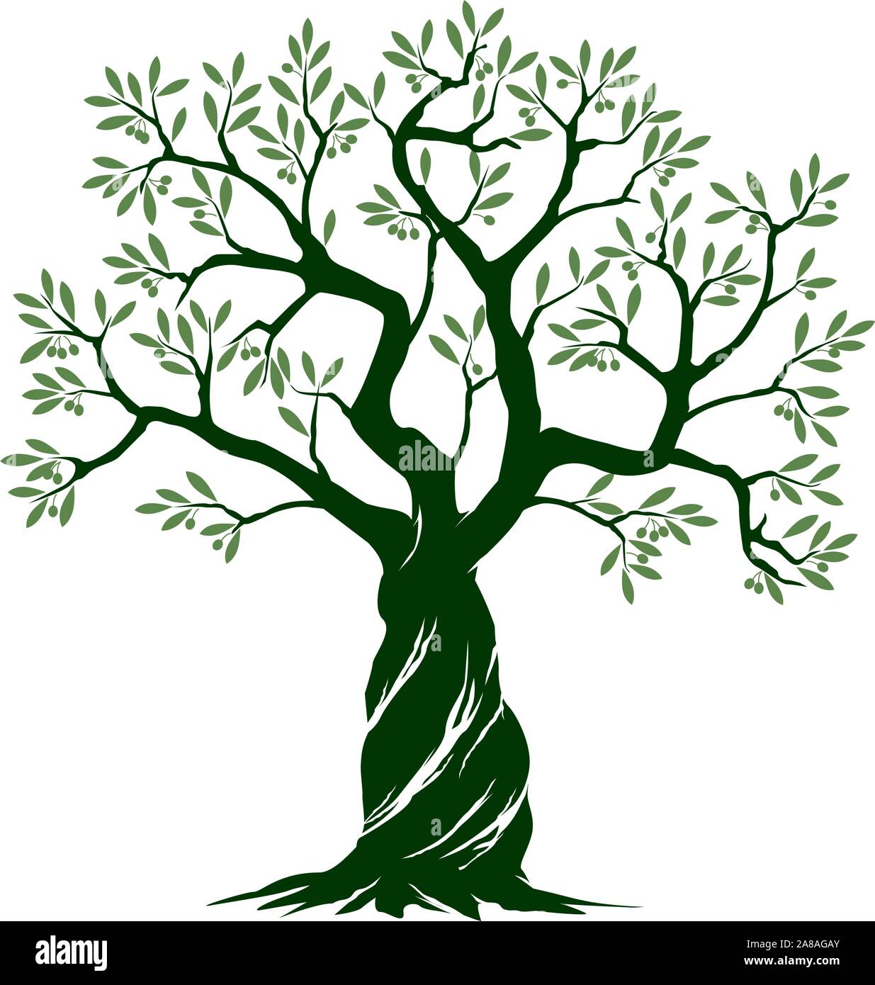 Olive Tree Drawing Roots