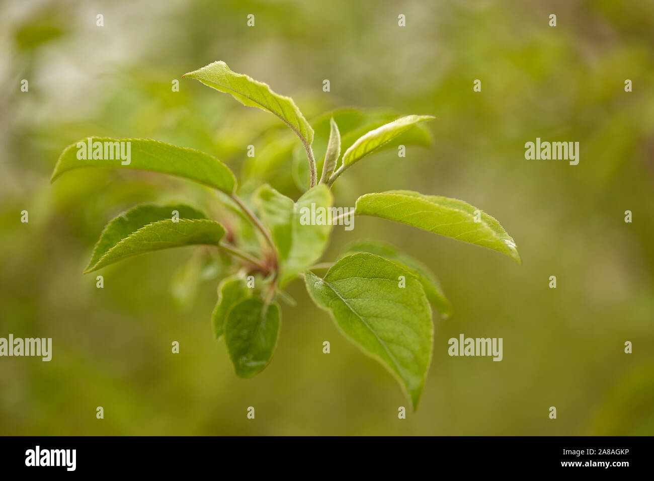 The new apple tree leaves in spring Stock Photo - Alamy
