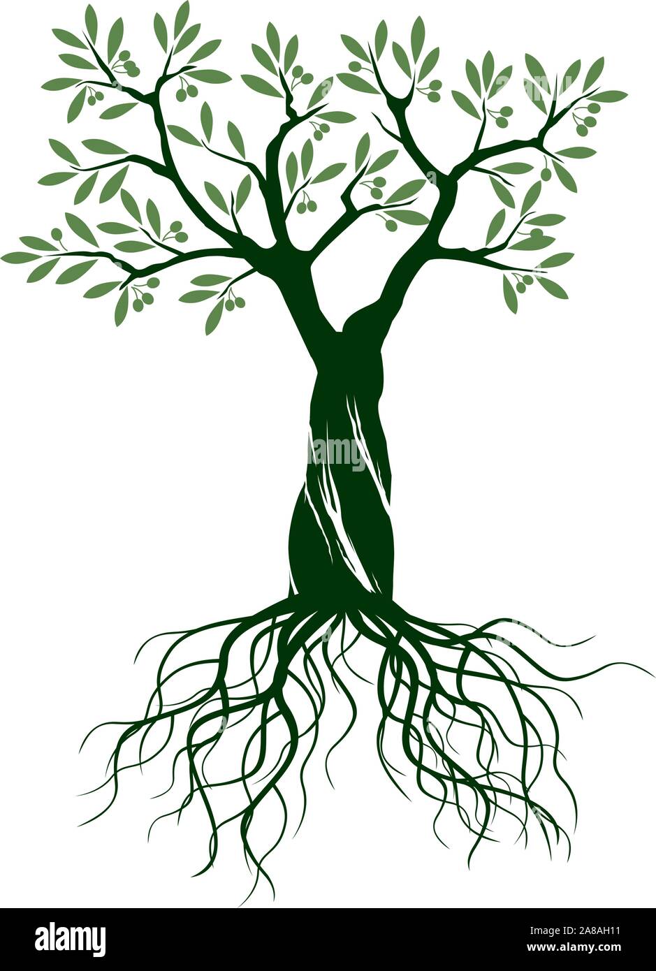 Olive Tree Drawing Roots