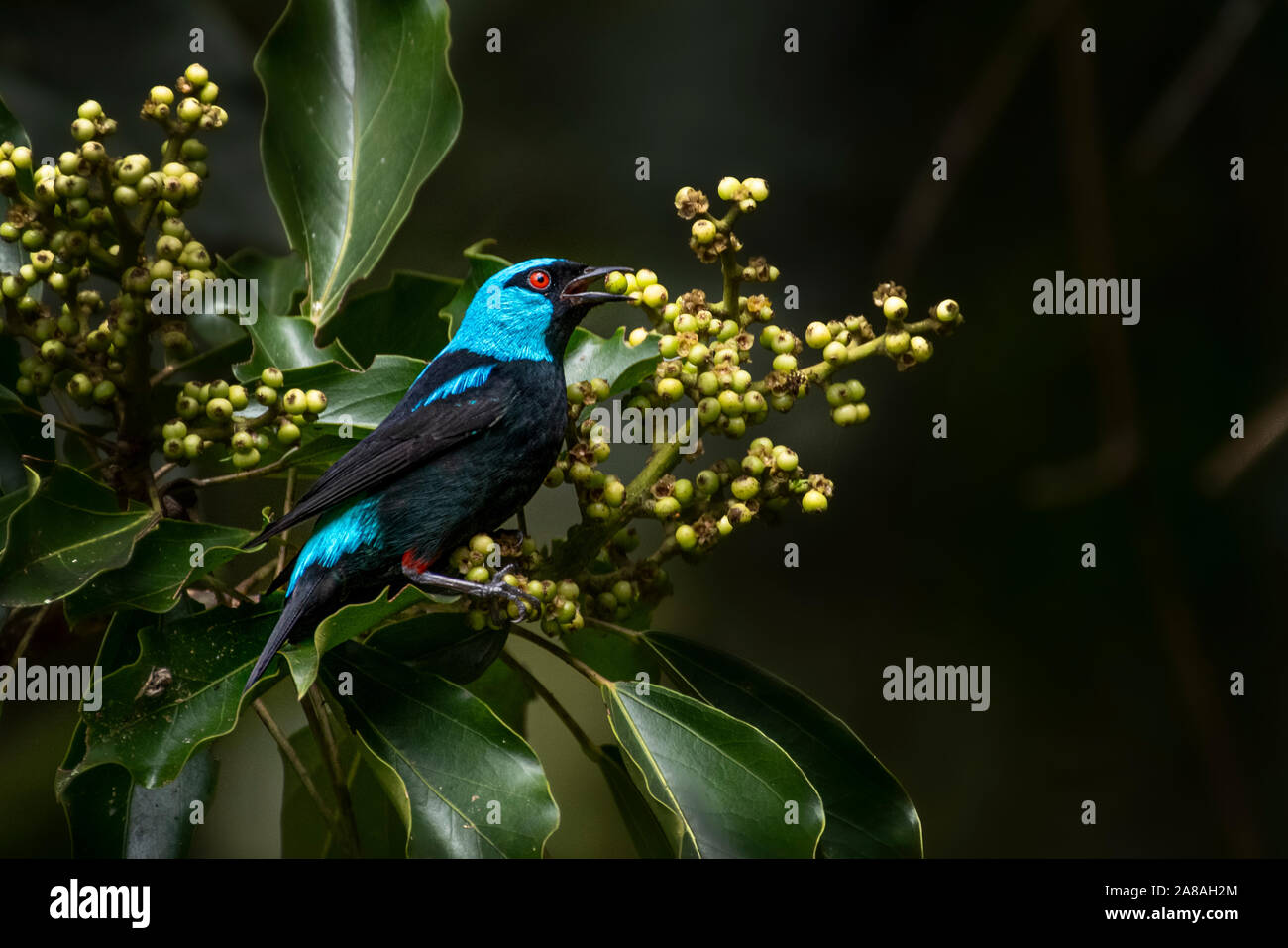 Scarlet-thighed dacnis, Dacnis venusta, image taken in the rain forest ...