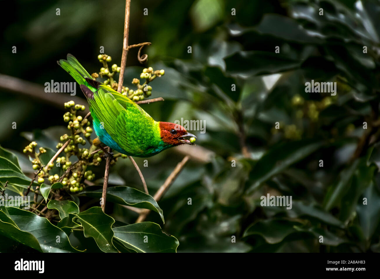 Panama and trinidad and tobago hi-res stock photography and images - Alamy