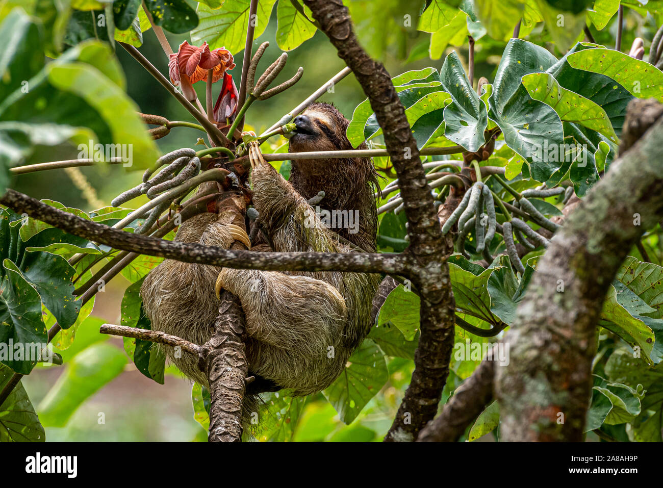 Cecropia tree hi-res stock photography and images - Alamy