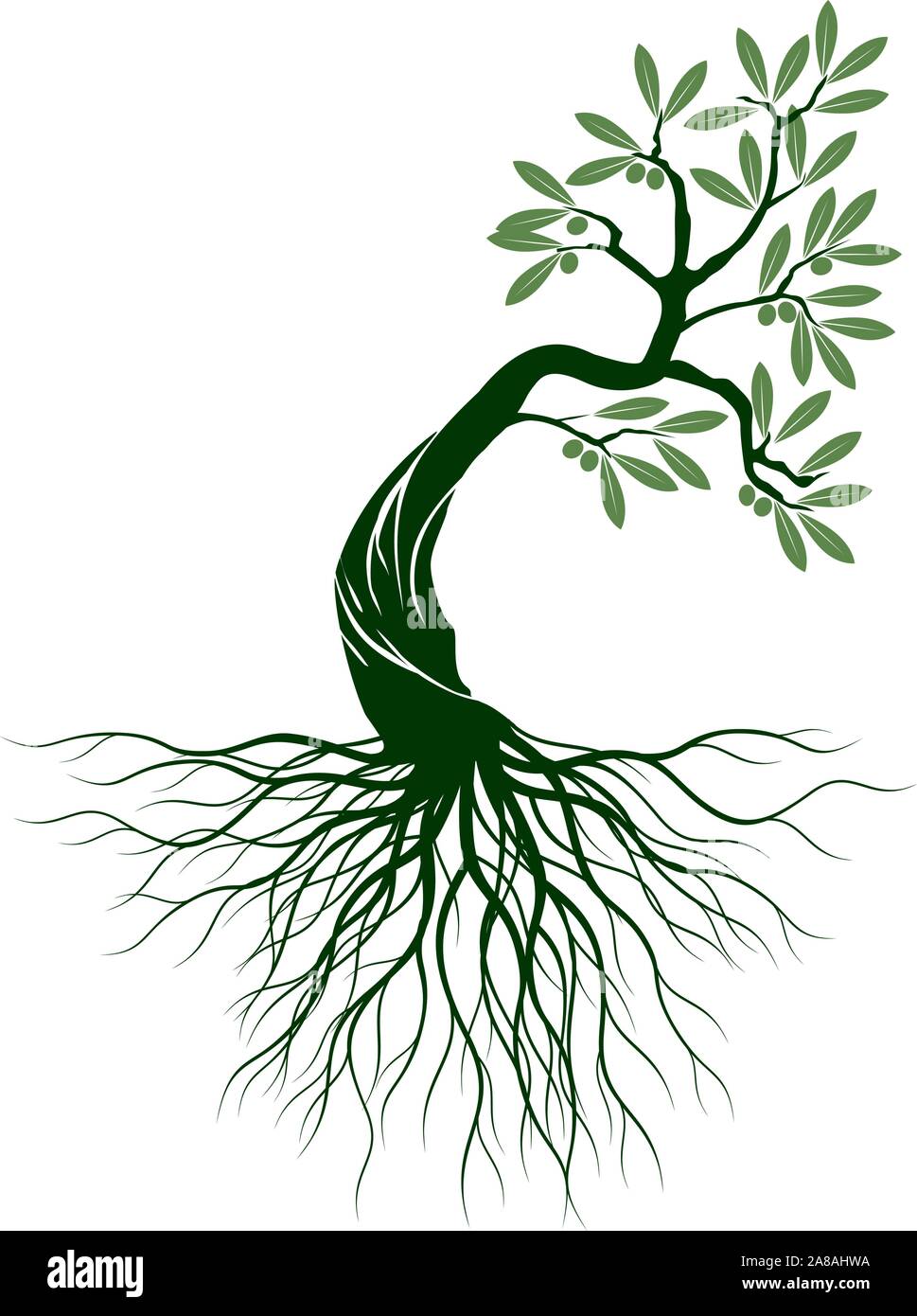 Green Isolated Olive Tree on white background. Vector Illustration and ...