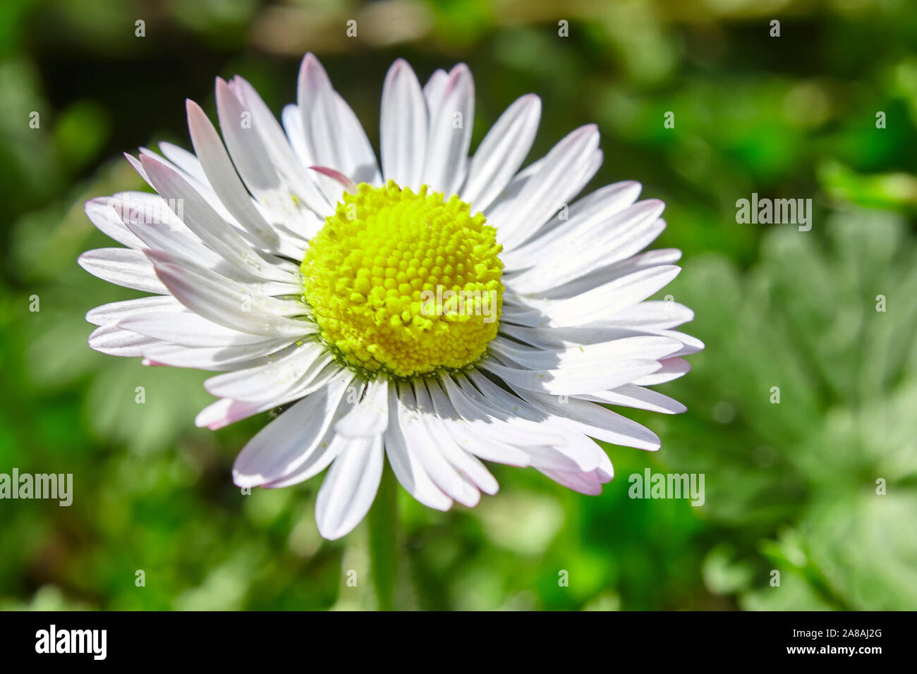 Daisy Flower Portrait #2 Stock Photo - Alamy