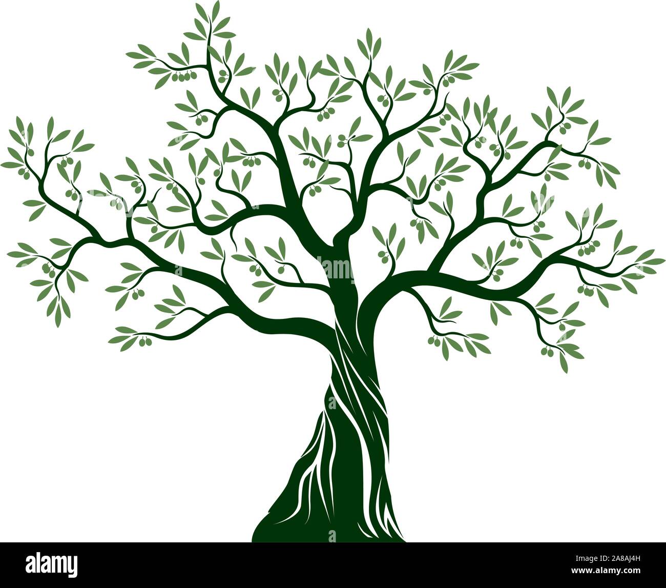 Green Isolated Olive Tree on white background. Vector Illustration and ...
