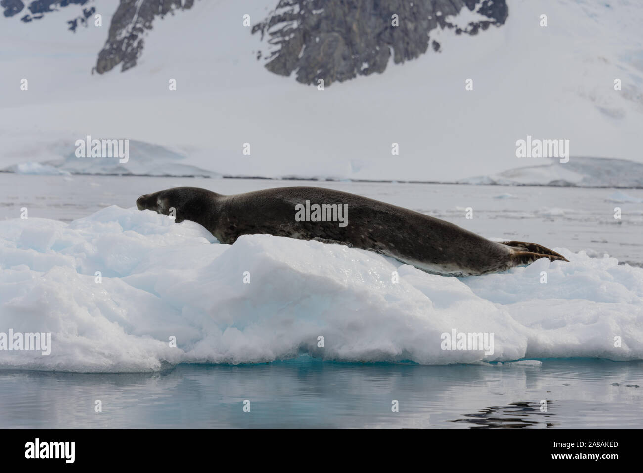 Leopard seal on ice Stock Photo - Alamy