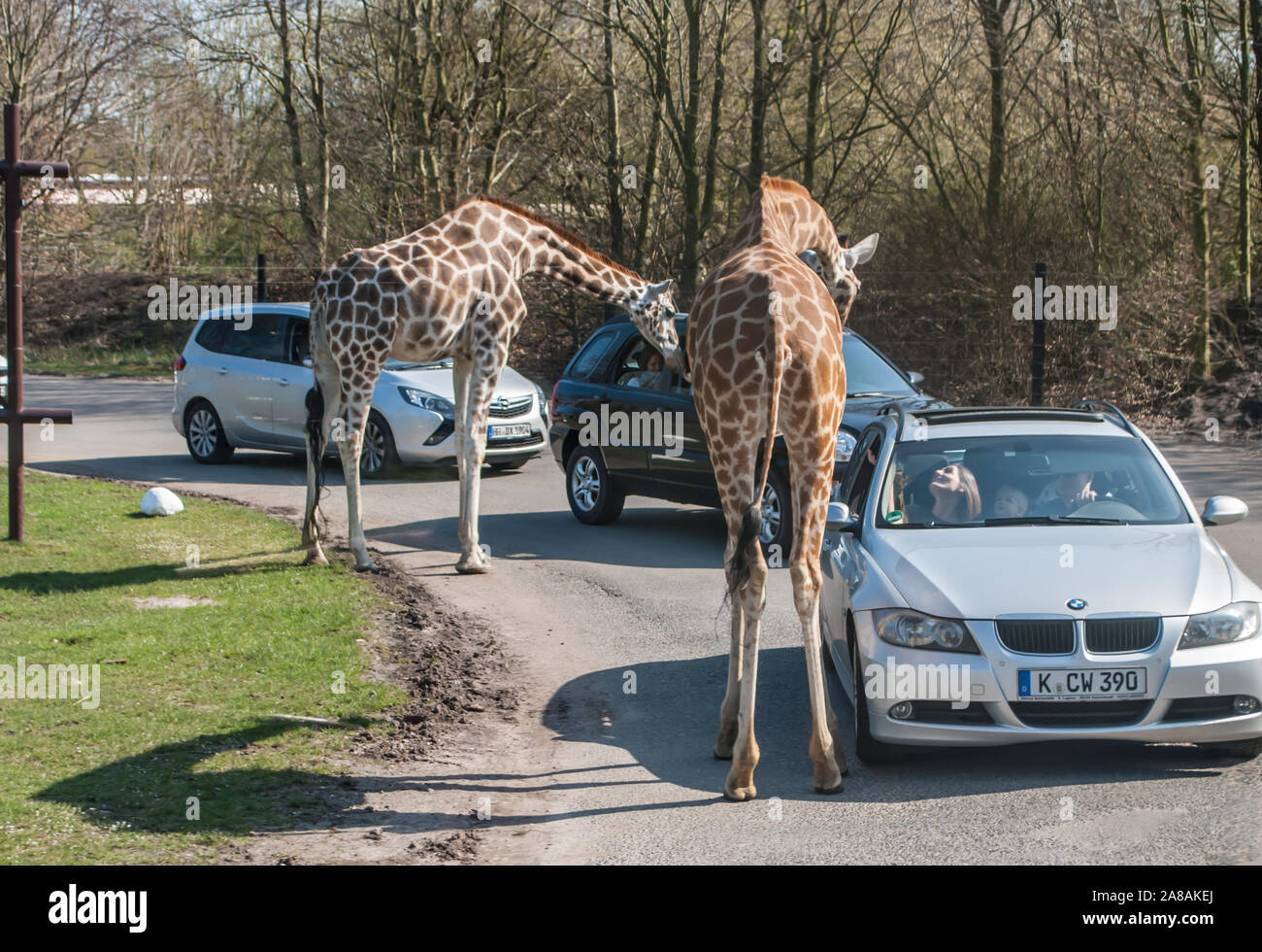 Giraffe and cars hi-res stock photography and images - Alamy