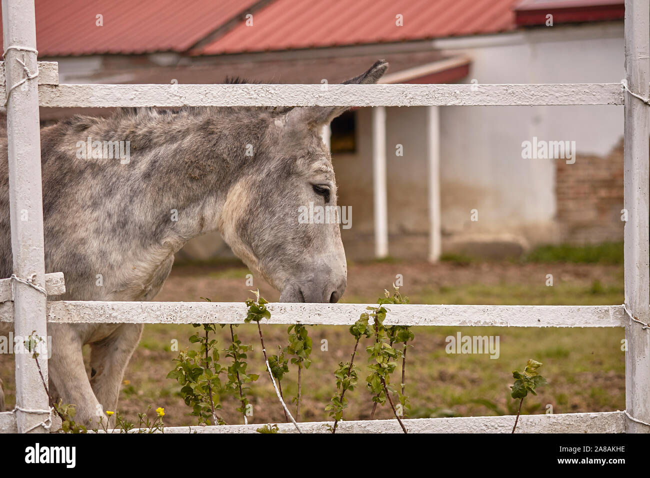 Mule rearing hi-res stock photography and images - Alamy