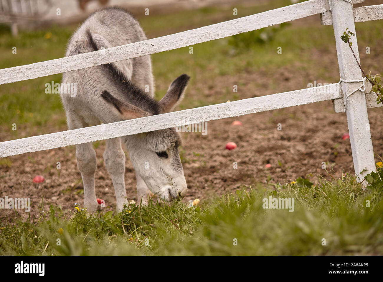 Mule rearing hi-res stock photography and images - Alamy