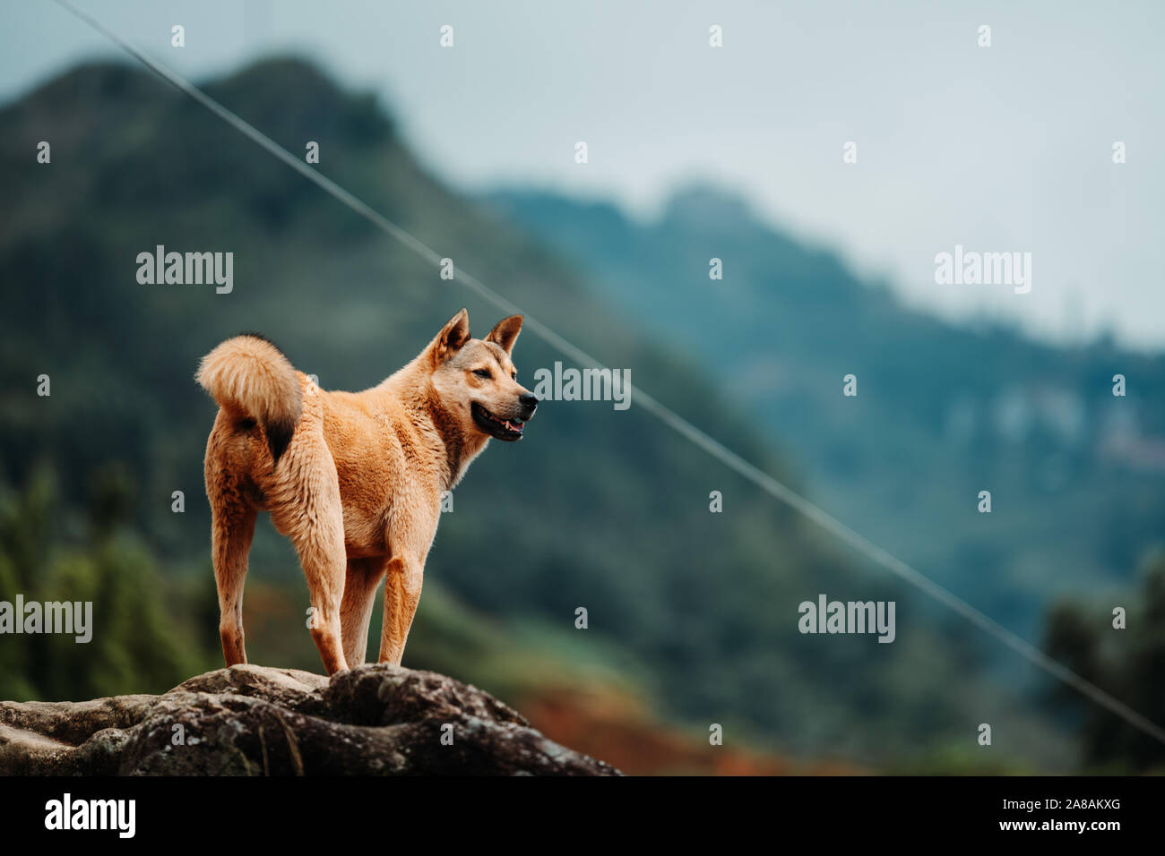 Asia dog hi-res stock photography and images - Alamy