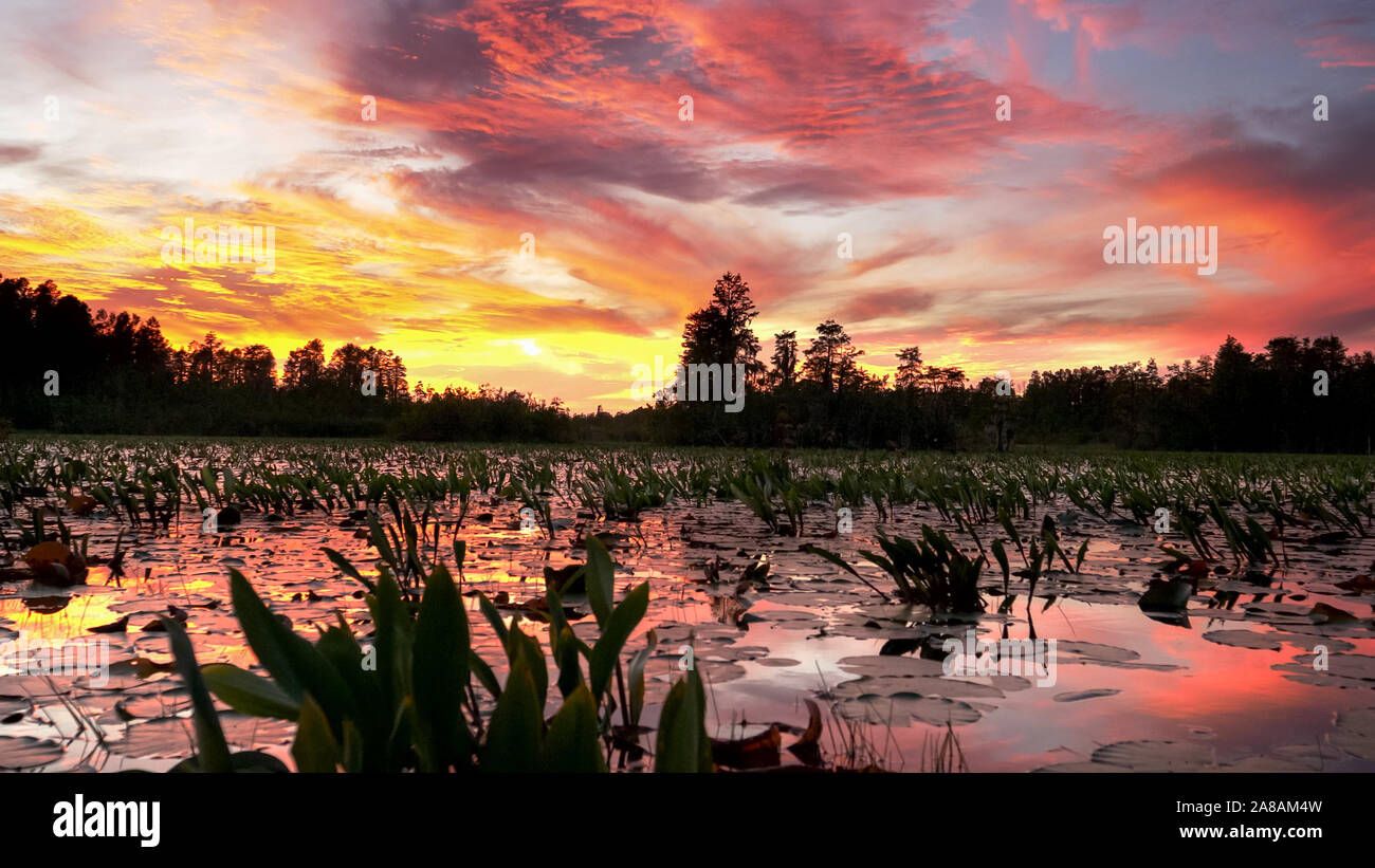 sunset at okeefenokee swamp as viewed from a from boat in georgia, usa ...
