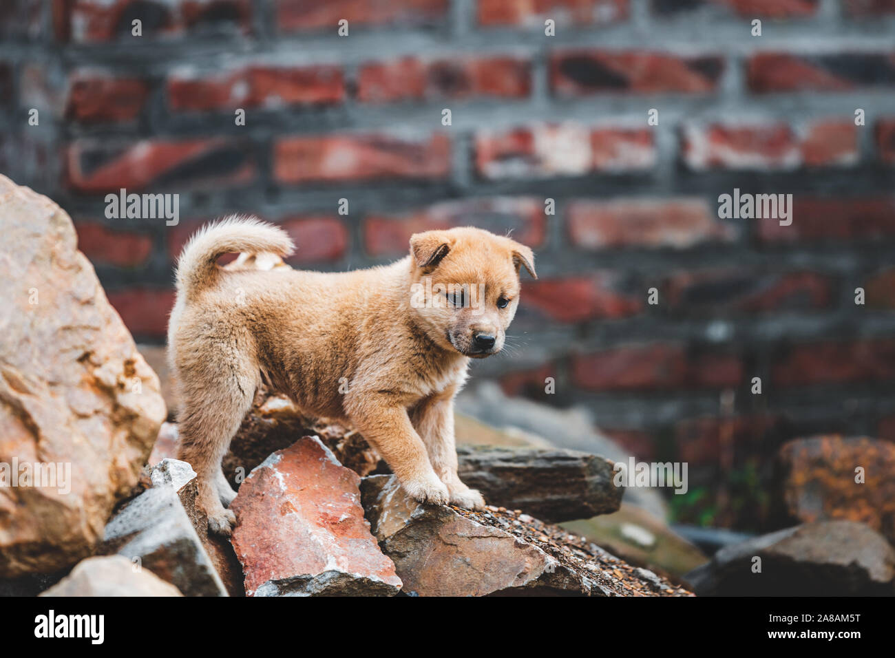 A cute lone abandoned puppy climbing on rubble after a house collapsed ...