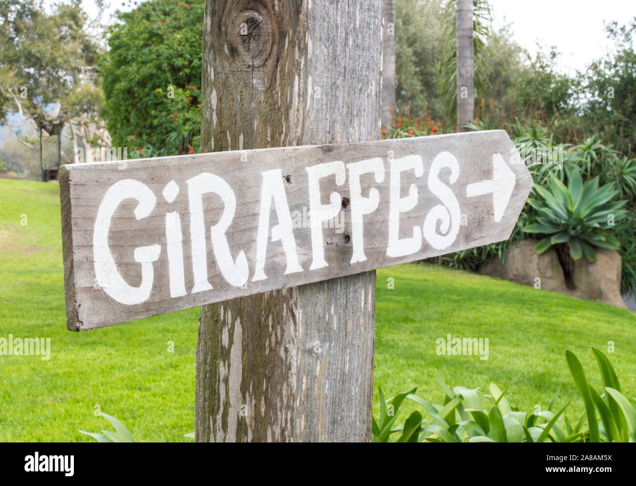 rustic wooden sign pointing to the giraffes in a lush green zoo Stock ...