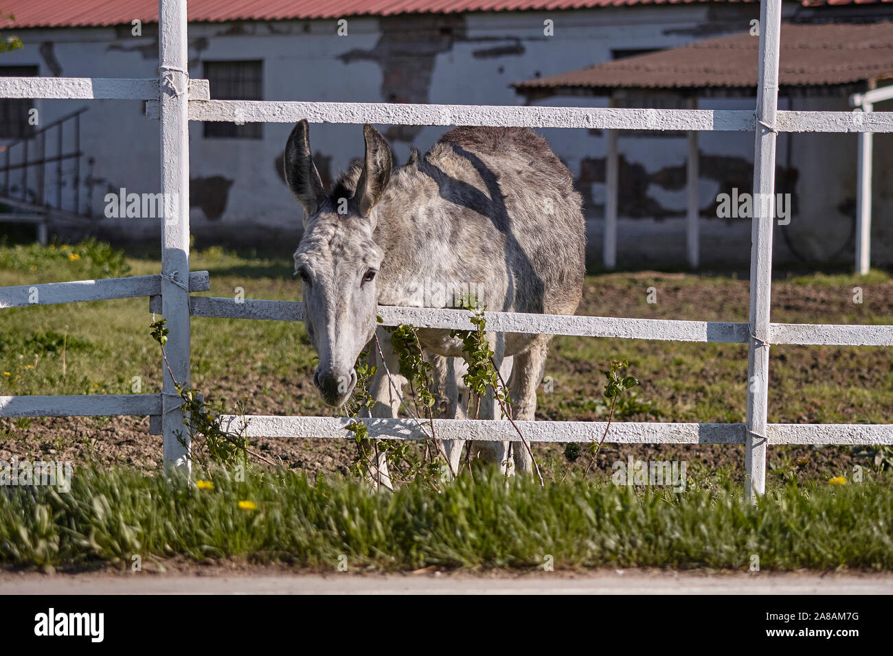 Donkey breeding #5 Stock Photo - Alamy