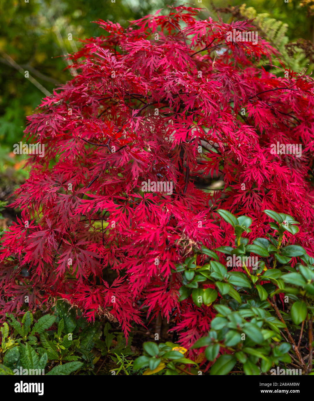 A small acer palmatum tree in full autumn colour Stock Photo - Alamy