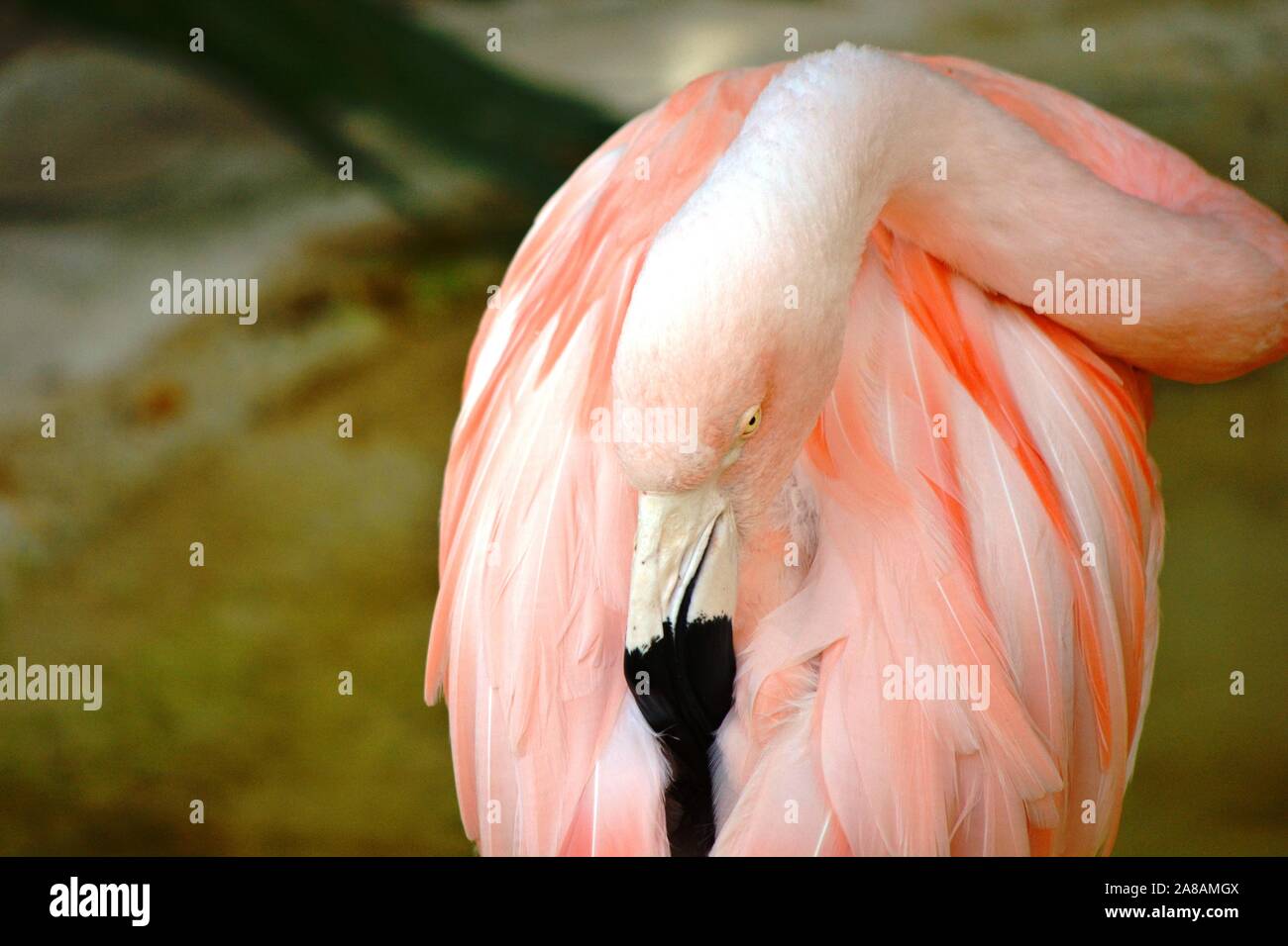 a pink flamingo touching the bottom with the beak Stock Photo - Alamy