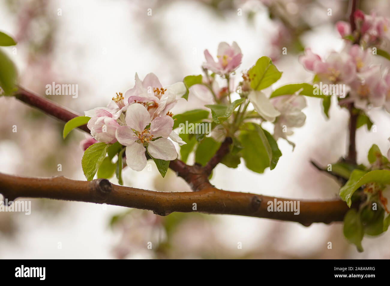 Apple tree Blossom #2 Stock Photo - Alamy