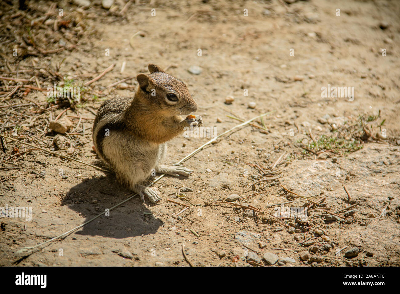 A chipmunk eating near Fish Creek Falls in Colorado Stock Photo - Alamy