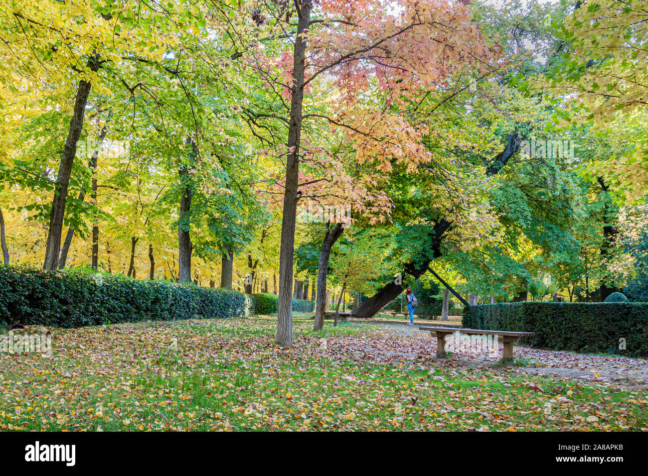 Park with the grass plagued with leaves and trees with their fall ...