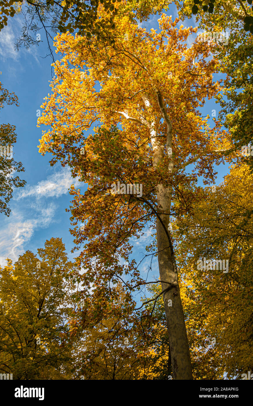 Skyward view of the foliage of high-rise trees with their autumnal ...