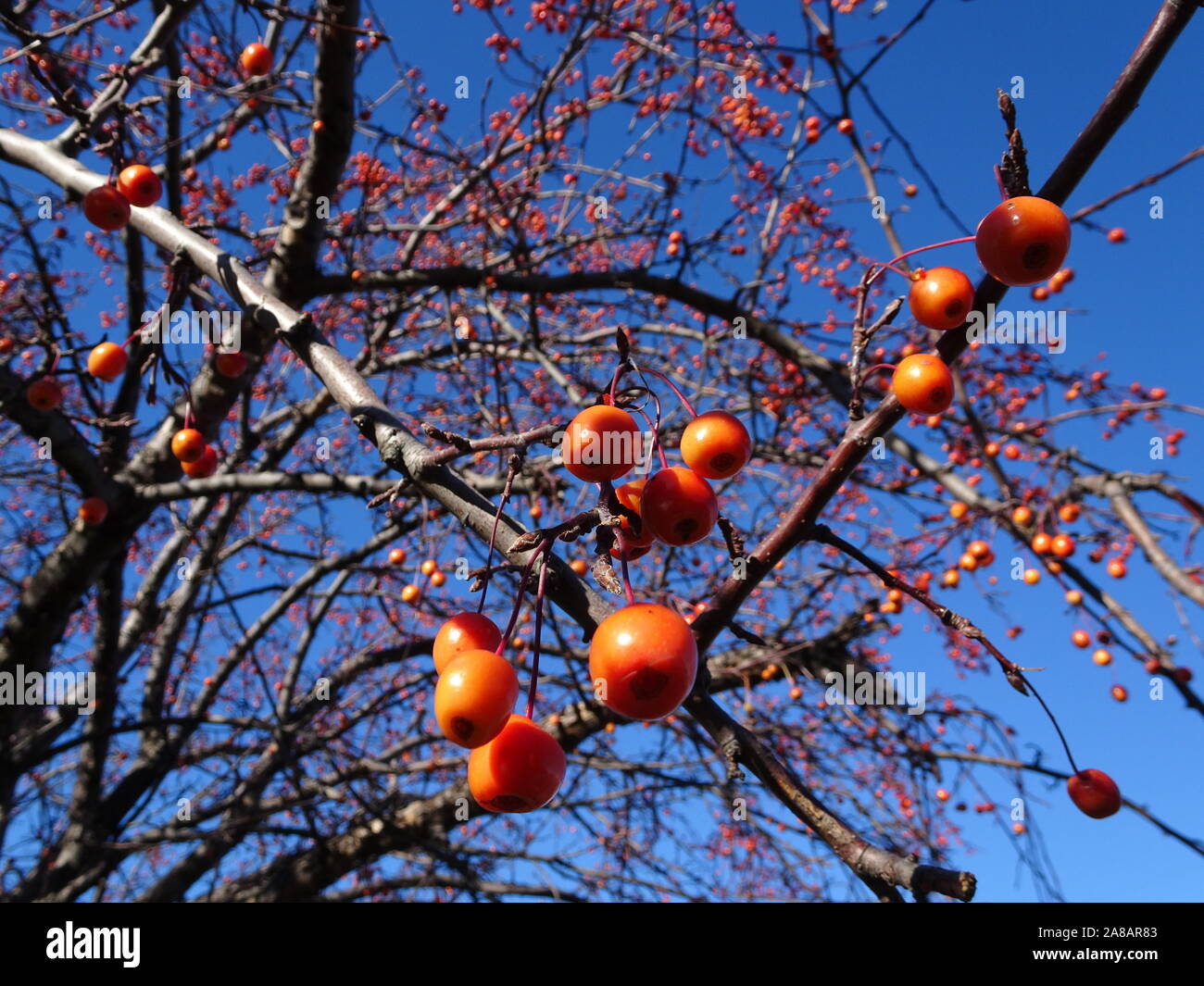red berries from winterberry holly (Actaea Rubra) in Minnesota during ...