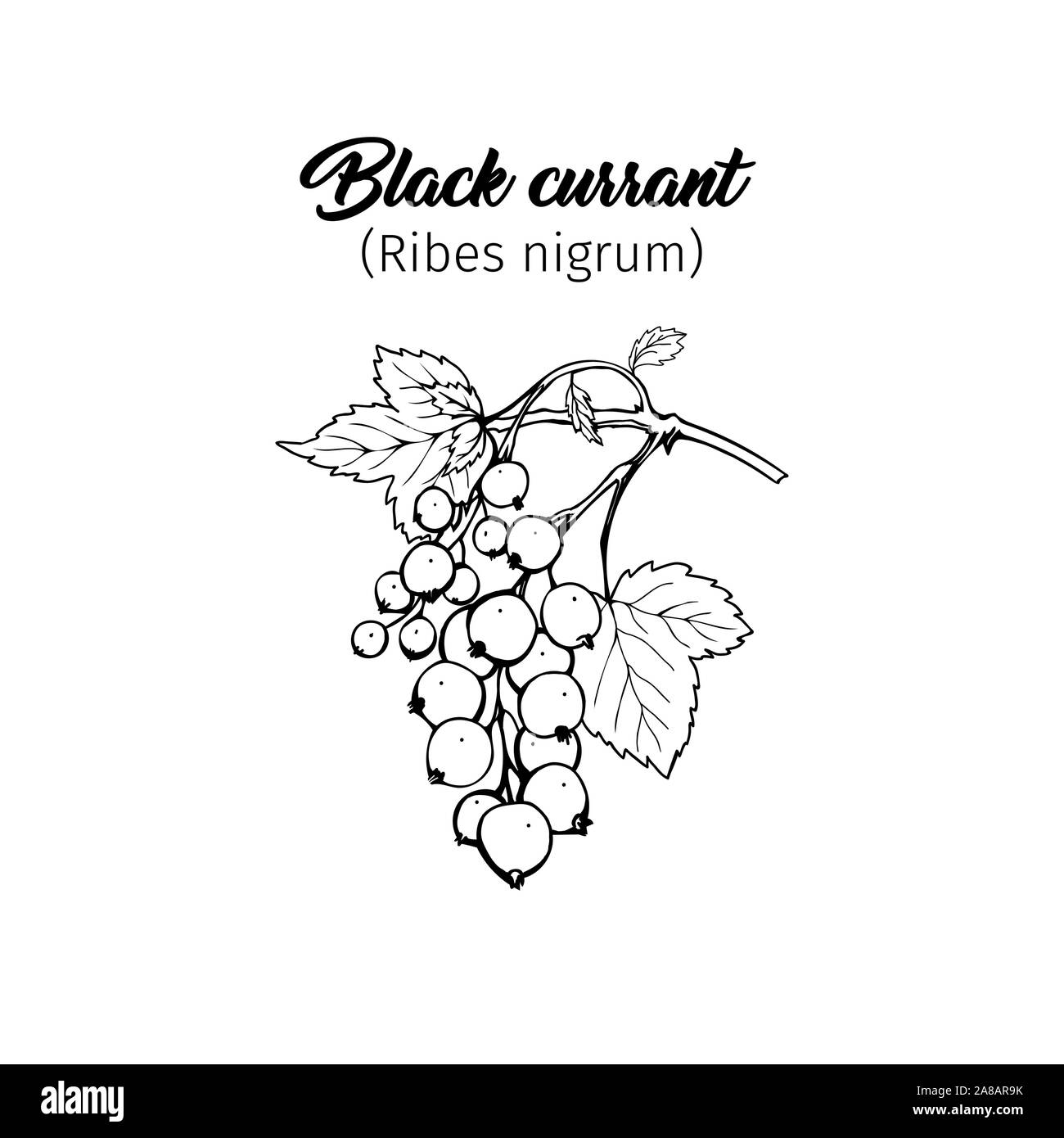 Black currant hand drawn vector illustration. Garden berry black and ...