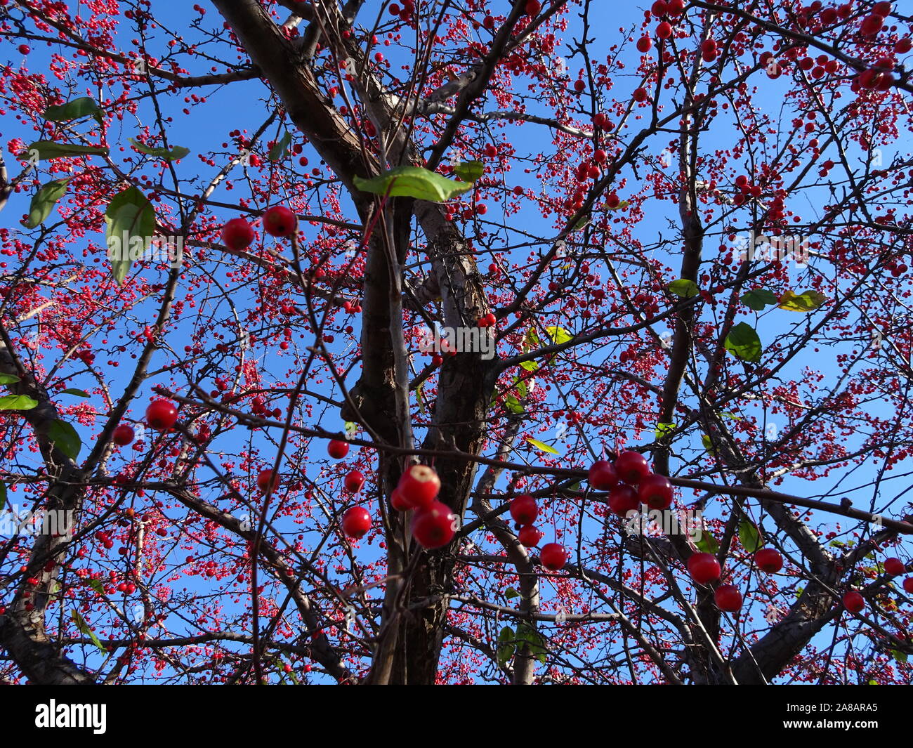 red berries from winterberry holly (Actaea Rubra) in Minnesota during ...