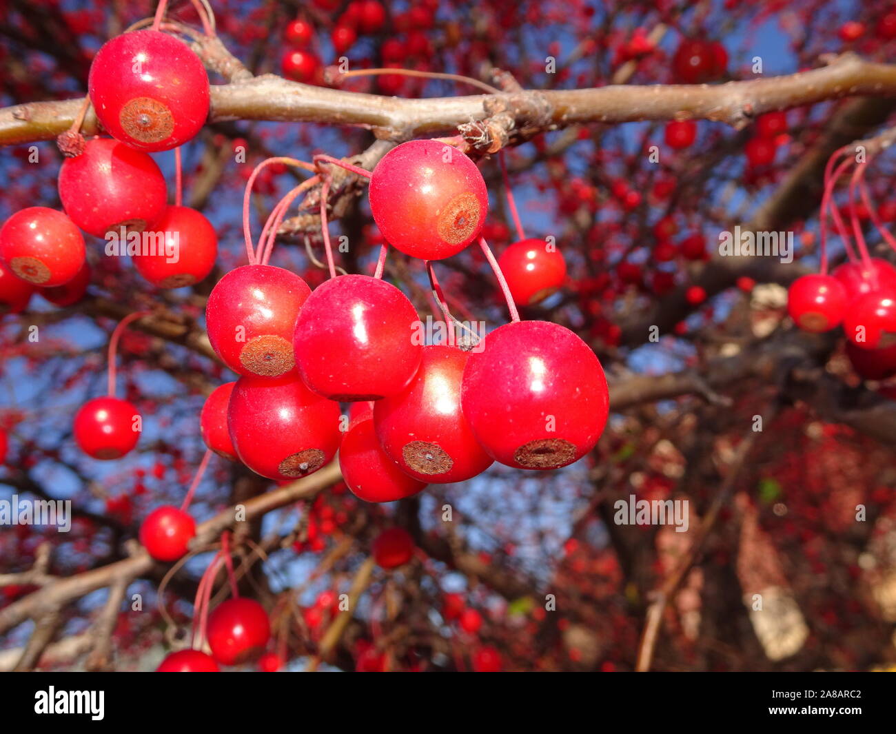 red berries from winterberry holly (Actaea Rubra) in Minnesota during ...