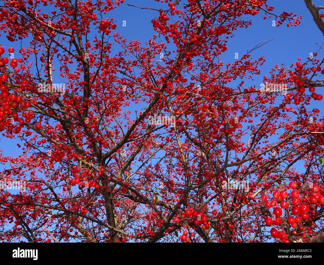 Winterberry holly hi-res stock photography and images - Alamy