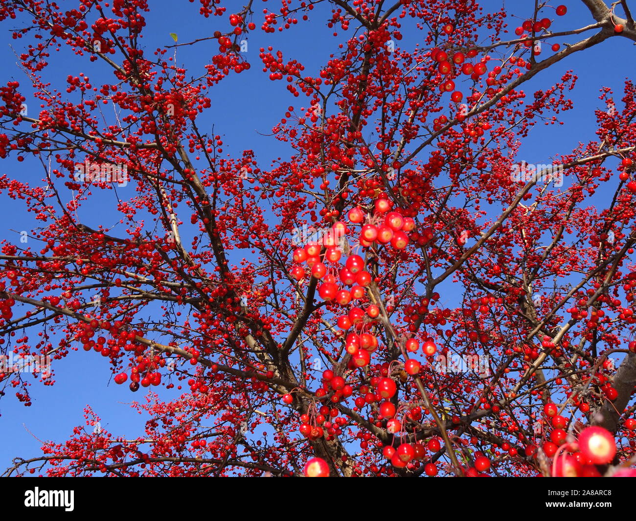 Winterberry hi-res stock photography and images - Alamy
