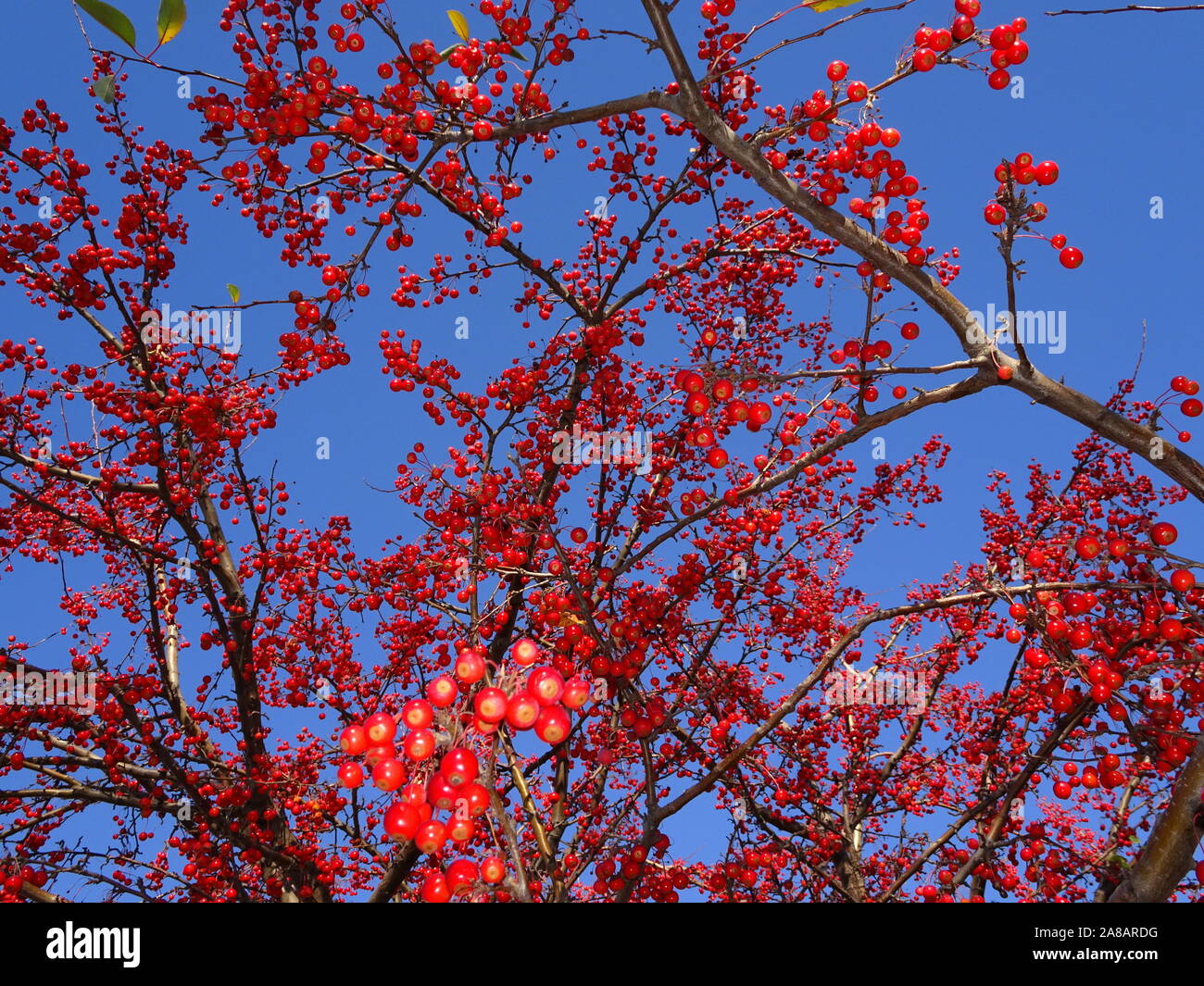 red berries from winterberry holly (Actaea Rubra) in Minnesota during ...