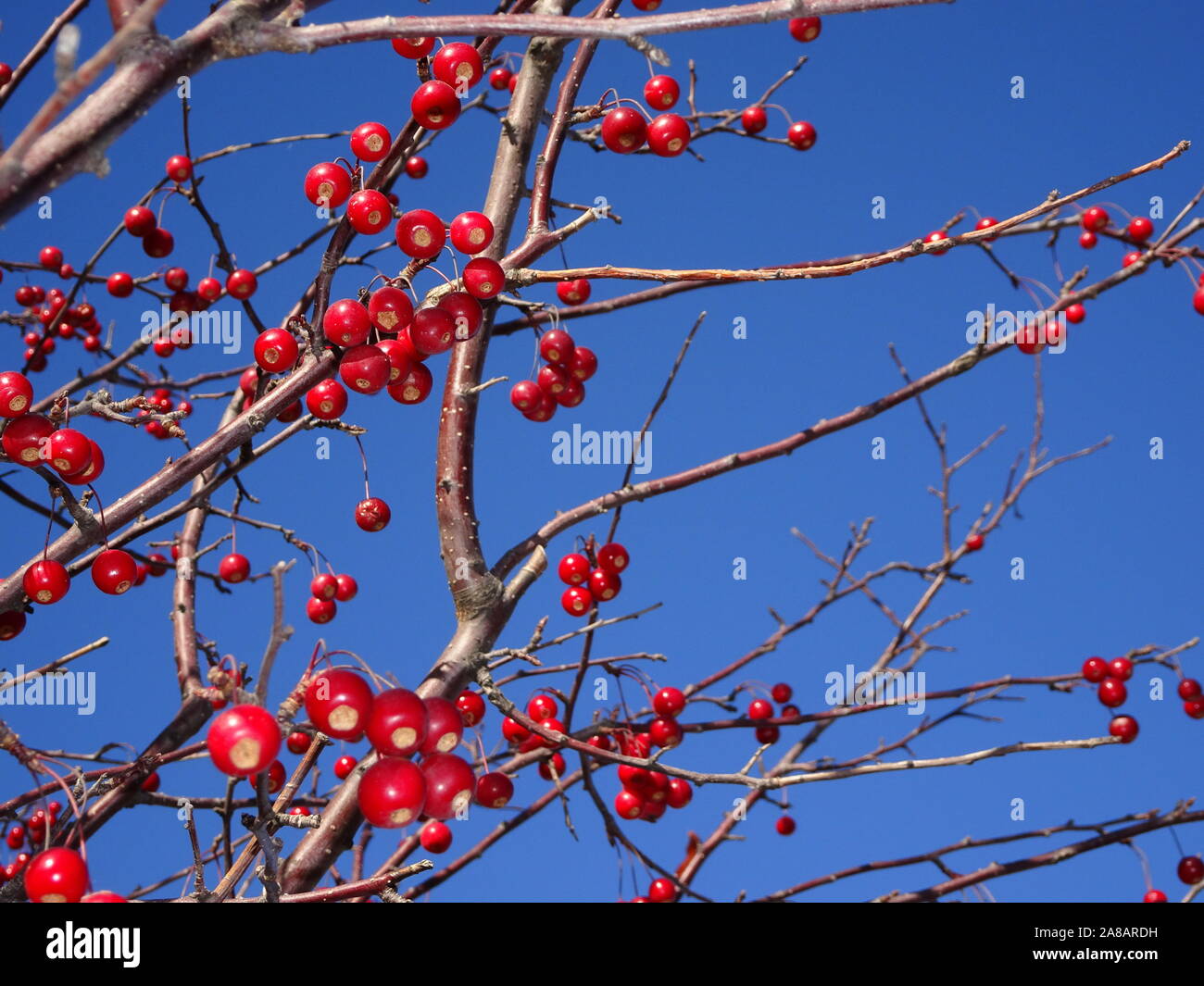 red berries from winterberry holly (Actaea Rubra) in Minnesota during ...