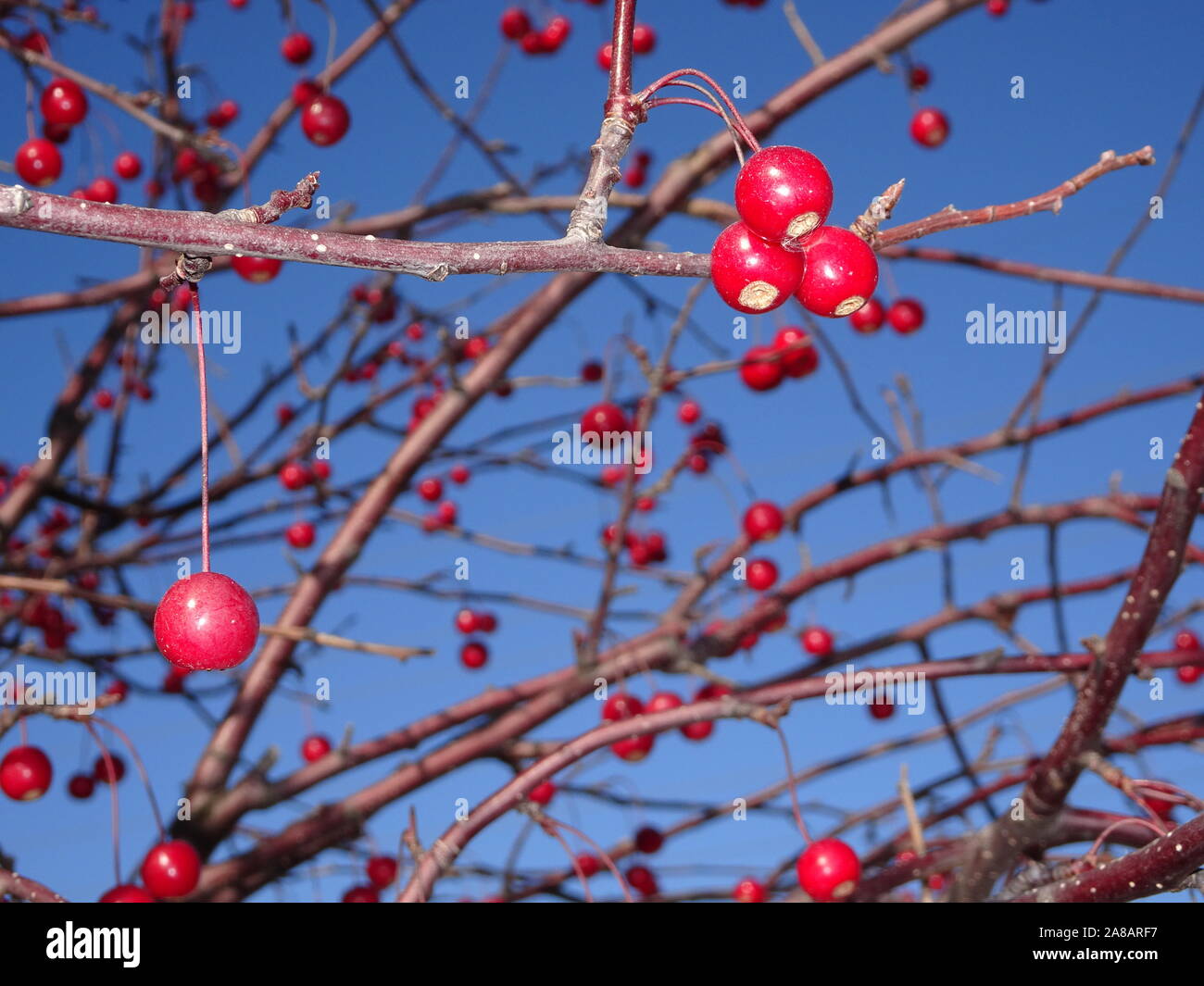 red berries from winterberry holly (Actaea Rubra) in Minnesota during ...