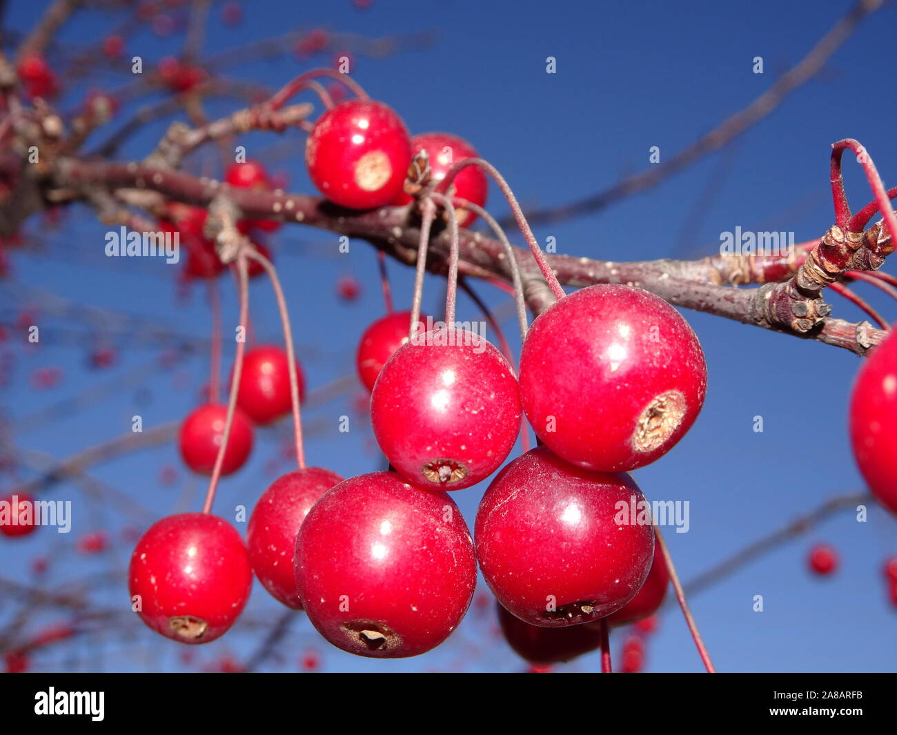 red berries from winterberry holly (Actaea Rubra) in Minnesota during ...