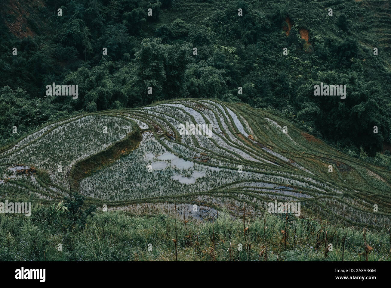Flooded rice terraces shot before sunset in Sapa, North Vietnam, high ...