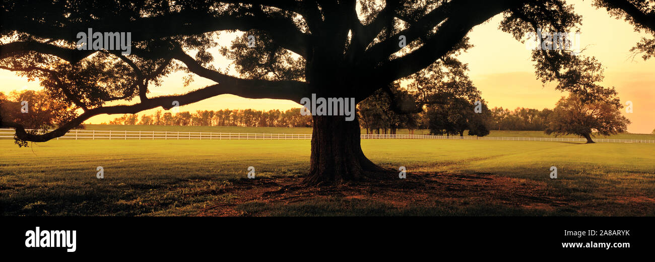 Sunset silhouette oak tree fence hi-res stock photography and images ...