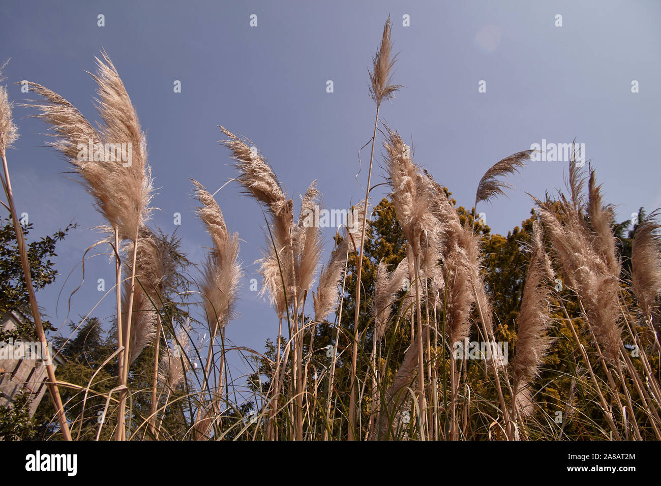 Detail of pampas grass plant feathers #2 Stock Photo - Alamy