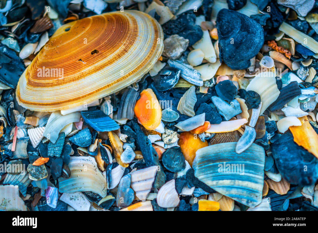 Clam shell hi-res stock photography and images - Alamy