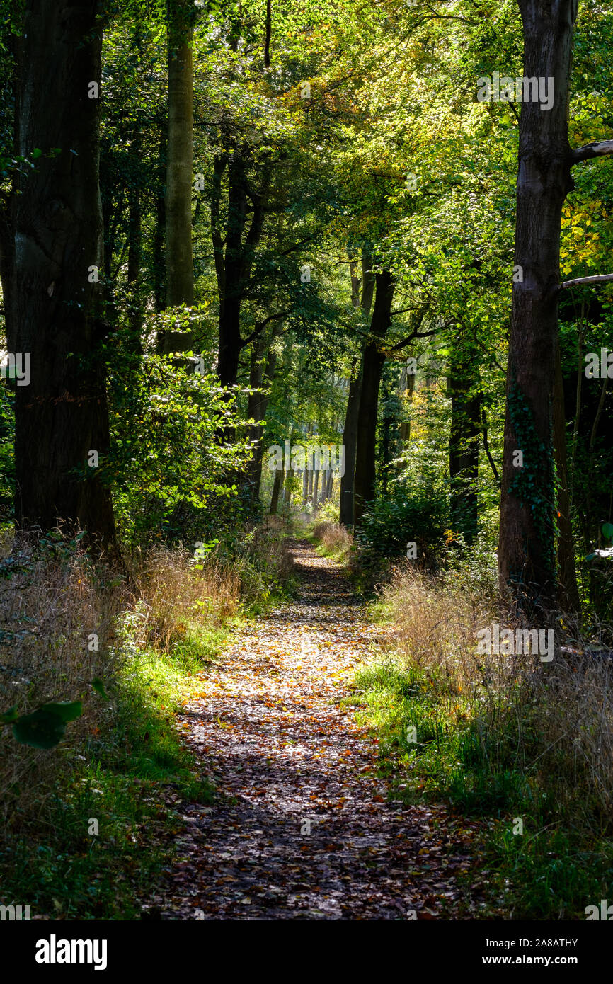 Empty path through a forest in the English countryside Stock Photo - Alamy