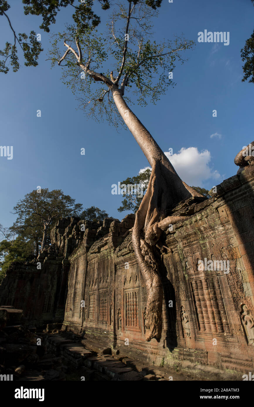 Bayan tree roots growing on the Preah Khan temple walls, Angkor Wat ...