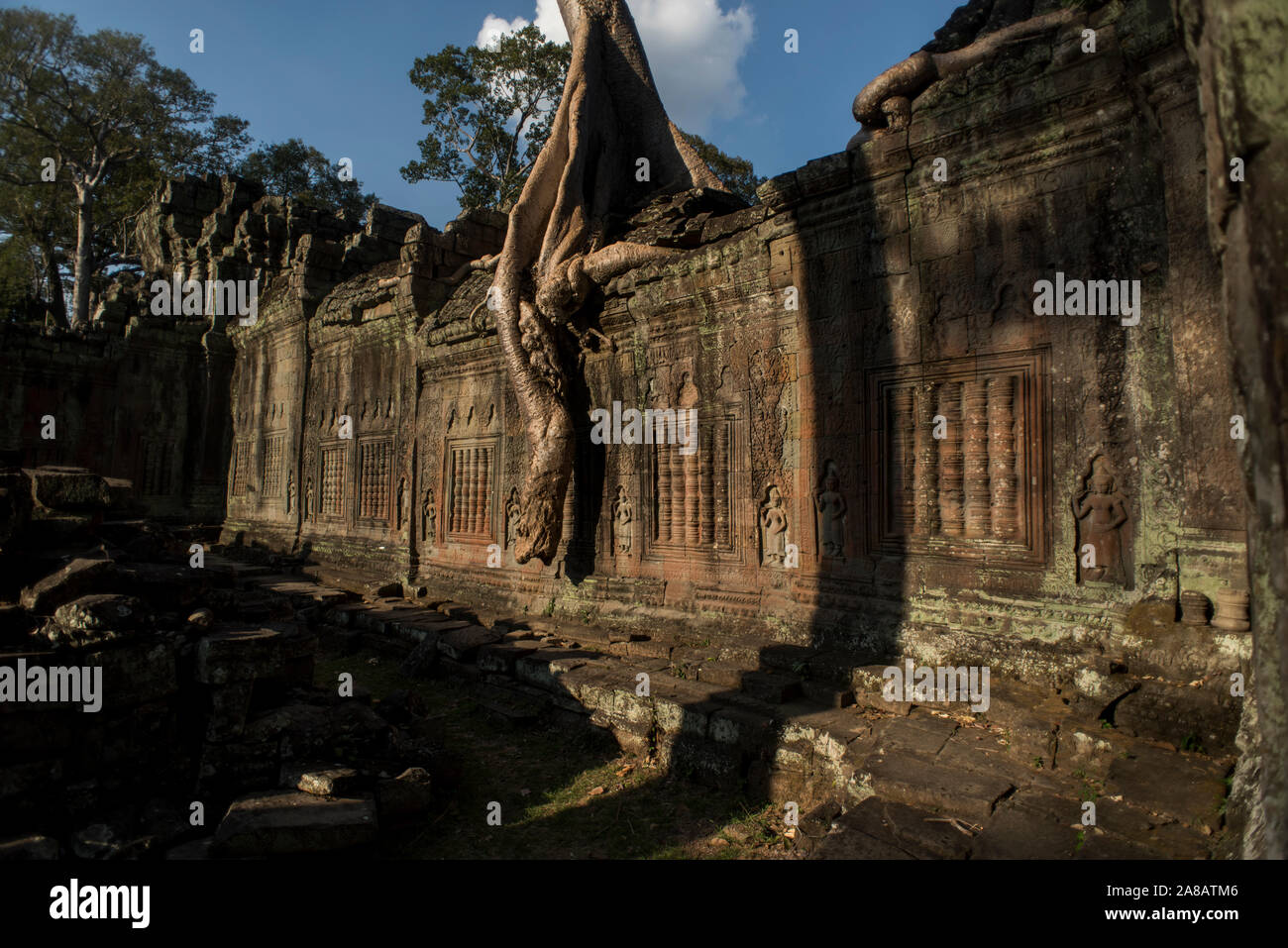 Bayan tree roots growing on the Preah Khan temple walls, Angkor Wat ...