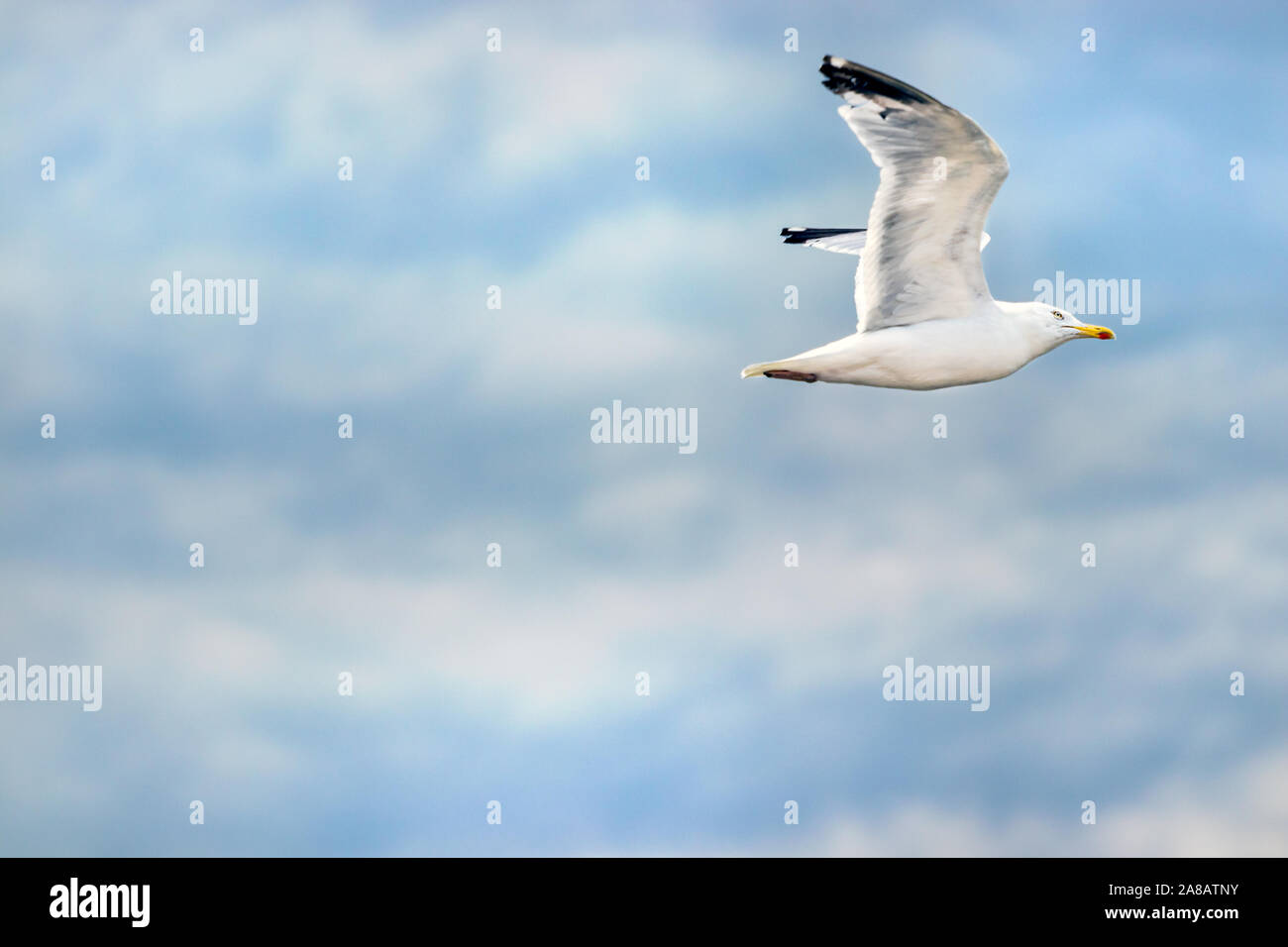 Flying bird wing close up hi-res stock photography and images - Alamy