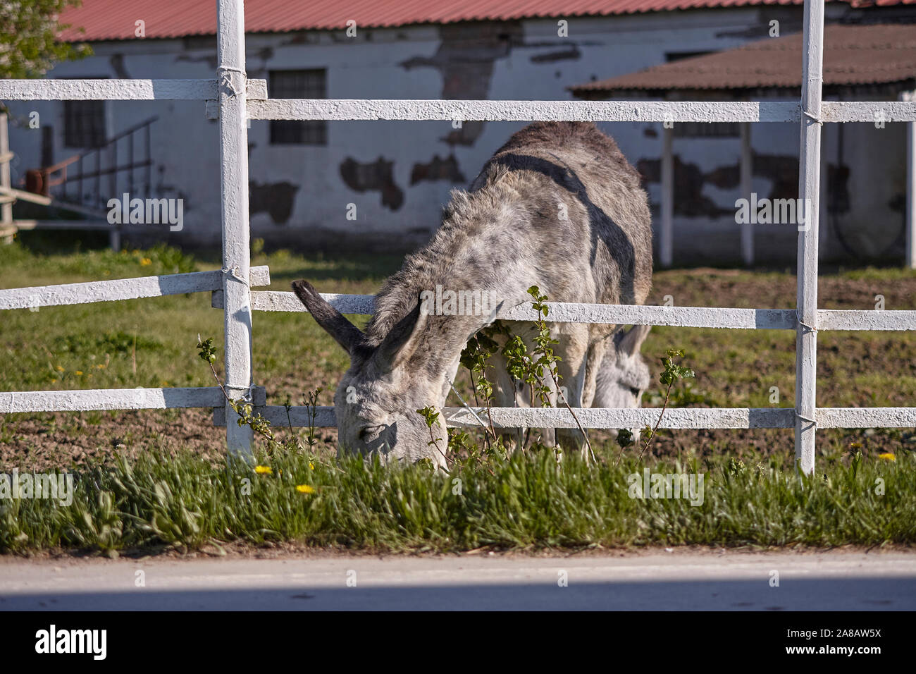 Donkey breeding hi-res stock photography and images - Alamy