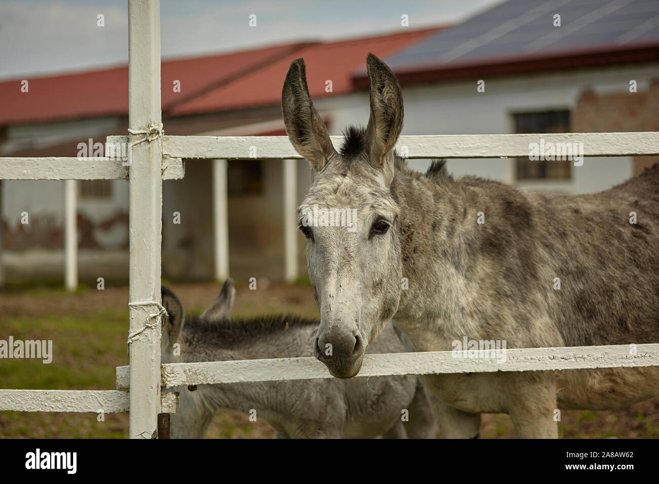 Donkey breeding hi-res stock photography and images - Alamy